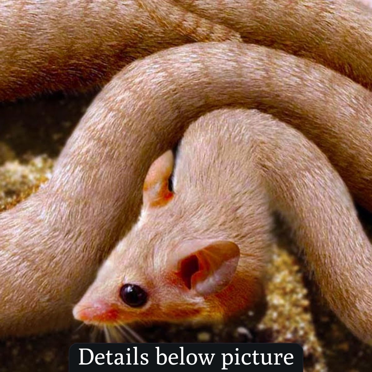 Scientists Express Concern After Encountering an Unusual ‘Rat-Headed ...